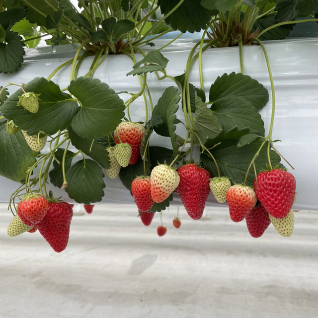 口コミ一覧 : hiro farm （ヒロ ファーム） - 一ノ割/その他 [食べログ]