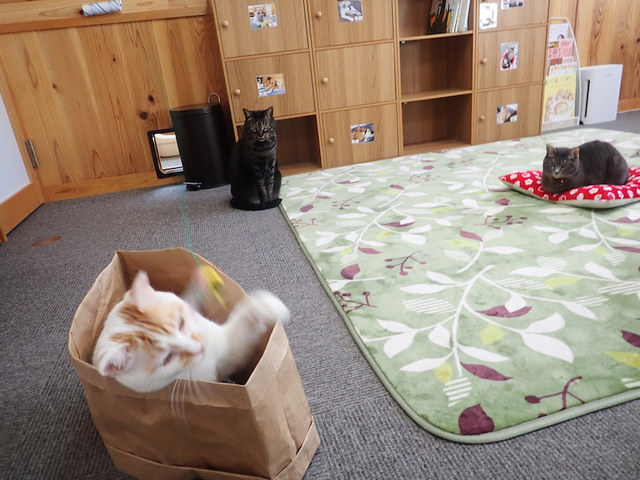 口コミ一覧 : 會津めごねこ - 会津若松/その他 [食べログ]