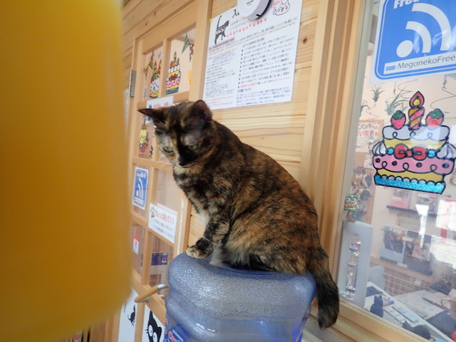 口コミ一覧 : 會津めごねこ - 会津若松/その他 [食べログ]