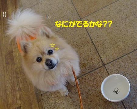 口コミ一覧 : 【移転】ドッグパークカフェ クラーレ 長野店 - 今井/パスタ [食べログ]