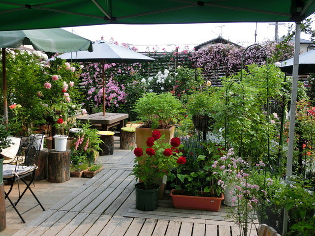 『バラが満開』by 龍華 : 生豆焙煎CAFE きままなターシャ - 呉ポートピア/カフェ [食べログ]