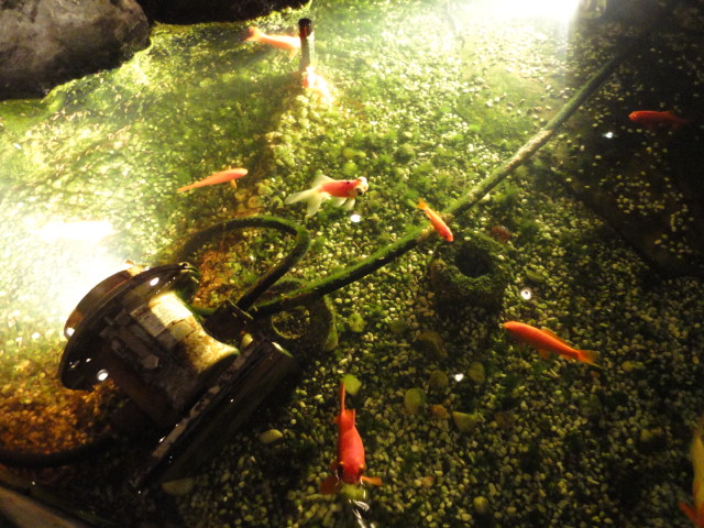 内観写真 : 沖縄とアジア リュウキン 神戸三宮店 （【旧店名】沖縄料理 金魚 hanare） - 三宮（神戸市営）/居酒屋 | 食べログ