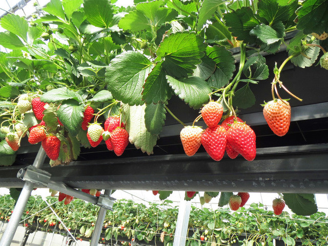 江間いちご狩りセンター - 韮山/その他 | 食べログ