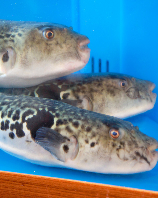 写真 : 馳走や純平 （チソウヤジュンペイ） - 北新地/居酒屋 | 食べログ