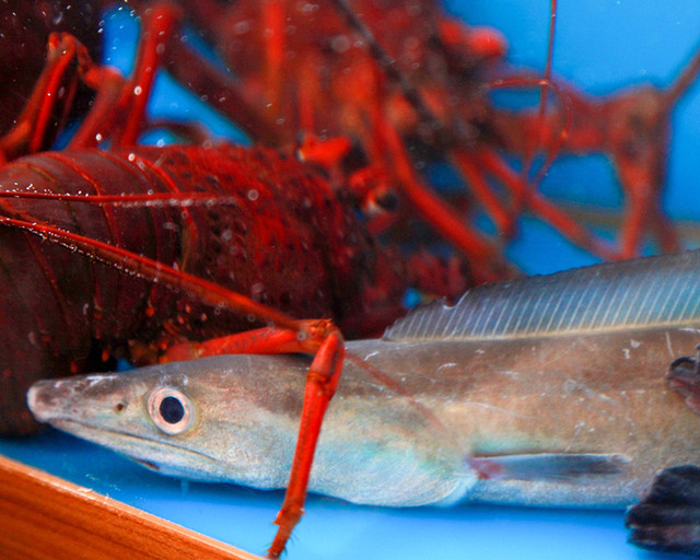 写真 : 馳走や純平 （チソウヤジュンペイ） - 北新地/居酒屋 | 食べログ