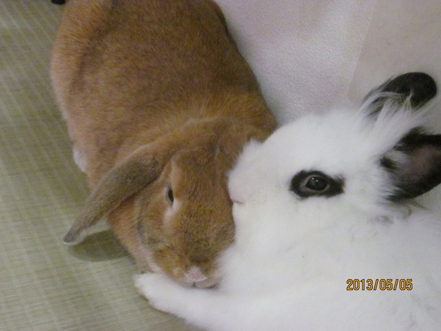 【閉店】神戸うさぎ堂 - 元町（阪神）/カフェ [食べログ]