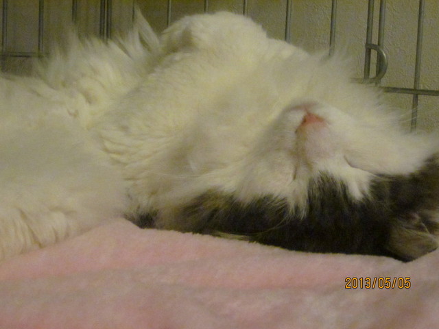 キャットカフェ ニャニー （cat cafe Nyanny） - 元町（阪神）/カフェ | 食べログ