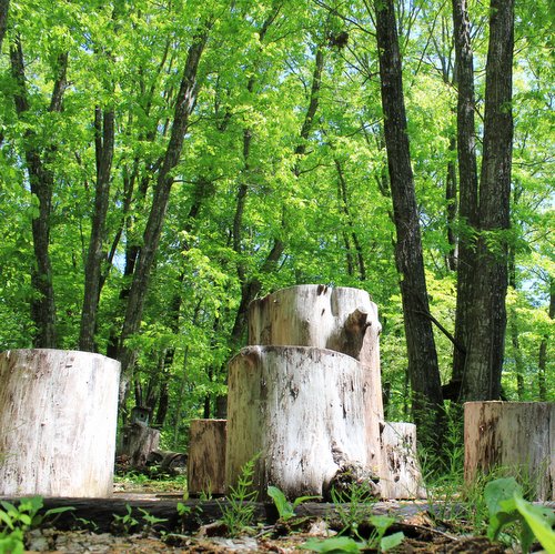 写真 : 森の中のレストラン こどう - 中軽井沢/イタリアン | 食べログ
