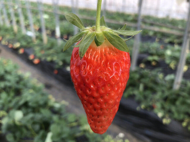 章姫”をたらふく ️』by bigstone-319 : 江間いちご狩りセンター - 韮山/その他 [食べログ]