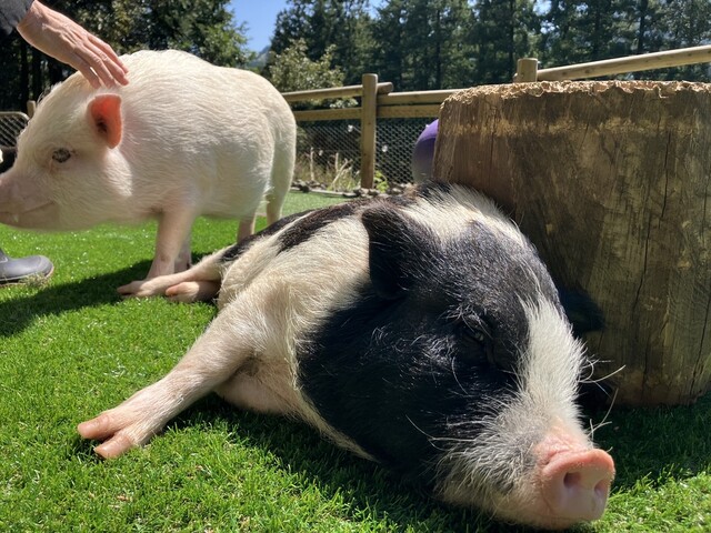 pignic farm&cafe （ピグニック ファーム&カフェ） - 武蔵五日市/その他 | 食べログ