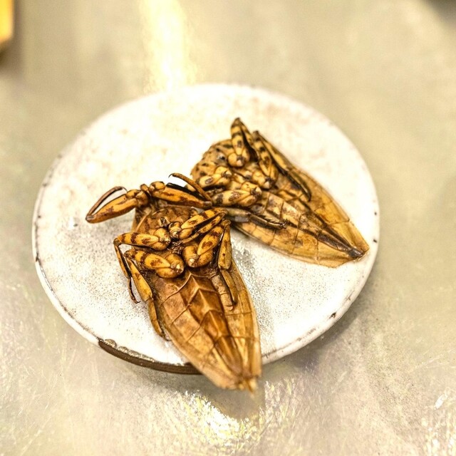 写真 : アントシカダ （ANTCICADA） - 馬喰町/創作料理 | 食べログ