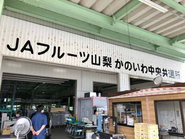 はねだし桃”18玉2,000円 ️』by bigstone-319 : JAフルーツ山梨 かのいわ中央共選所 - 山梨市/その他 [食べログ]