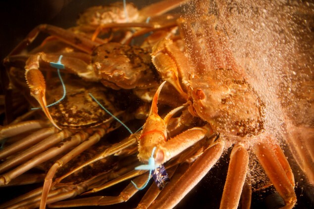 oumichoukaisenichibaryouriichinokura in Kanazawa Nagoya/Chubu ...