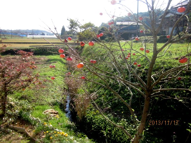 写真 : たち野 - 上総村上/天丼 | 食べログ