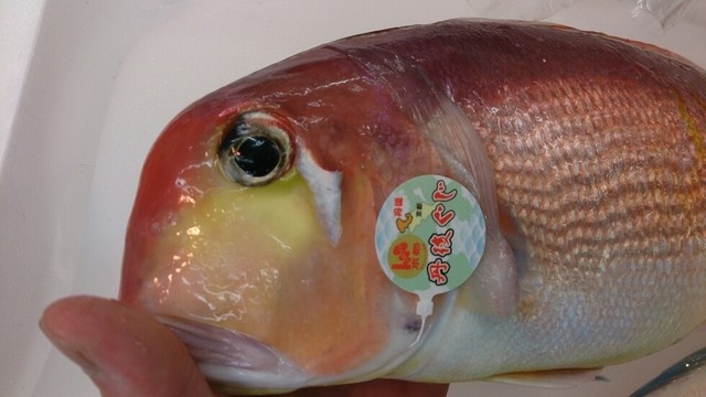 メニュー写真 : さかなや 水嶋鮮魚店 - 西舞鶴/海鮮 | 食べログ