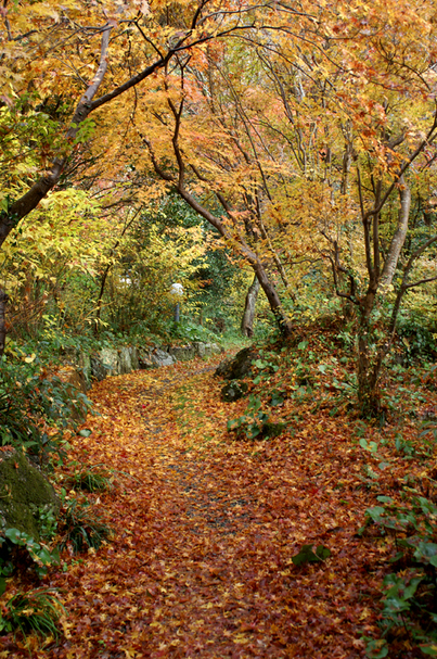 自然園北山 如是庵 （ニョゼアン） - 岡地/日本料理 | 食べログ