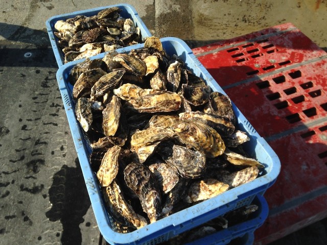 写真 : 百蔵食堂 名鉄岐阜駅前店 （モモクラショクドウ【旧店名】かき小屋 百蔵） - 名鉄岐阜/定食・食堂 | 食べログ