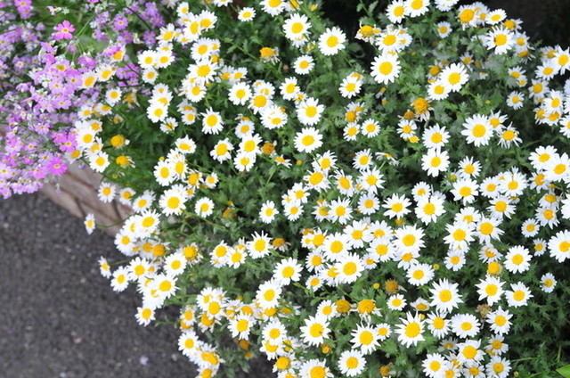 口コミ一覧 : グラート - 北藤岡/イタリアン [食べログ]